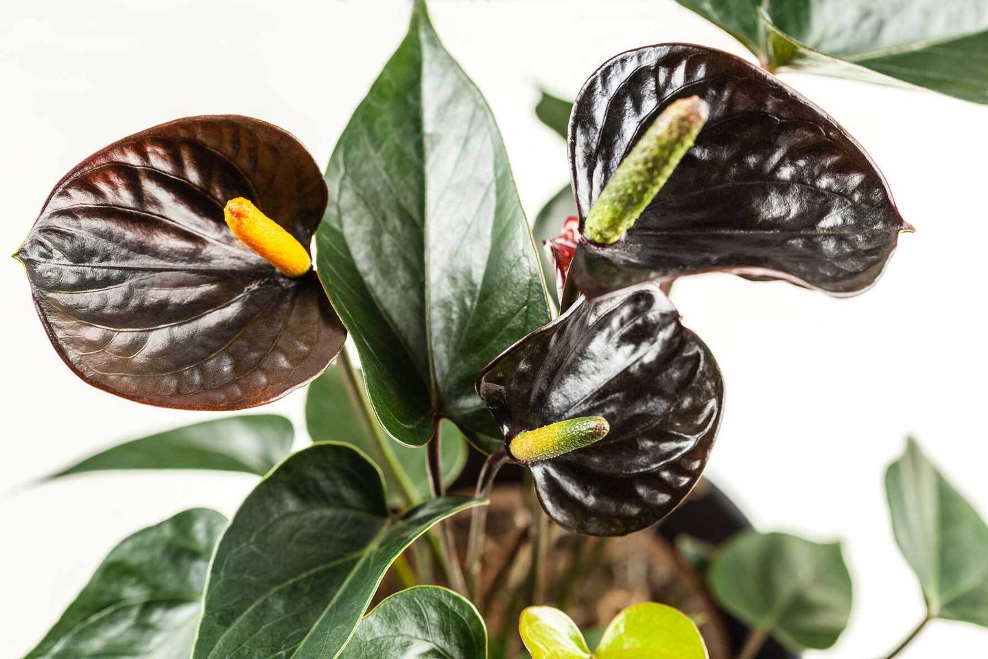 Anthurium Andreanum Pflege