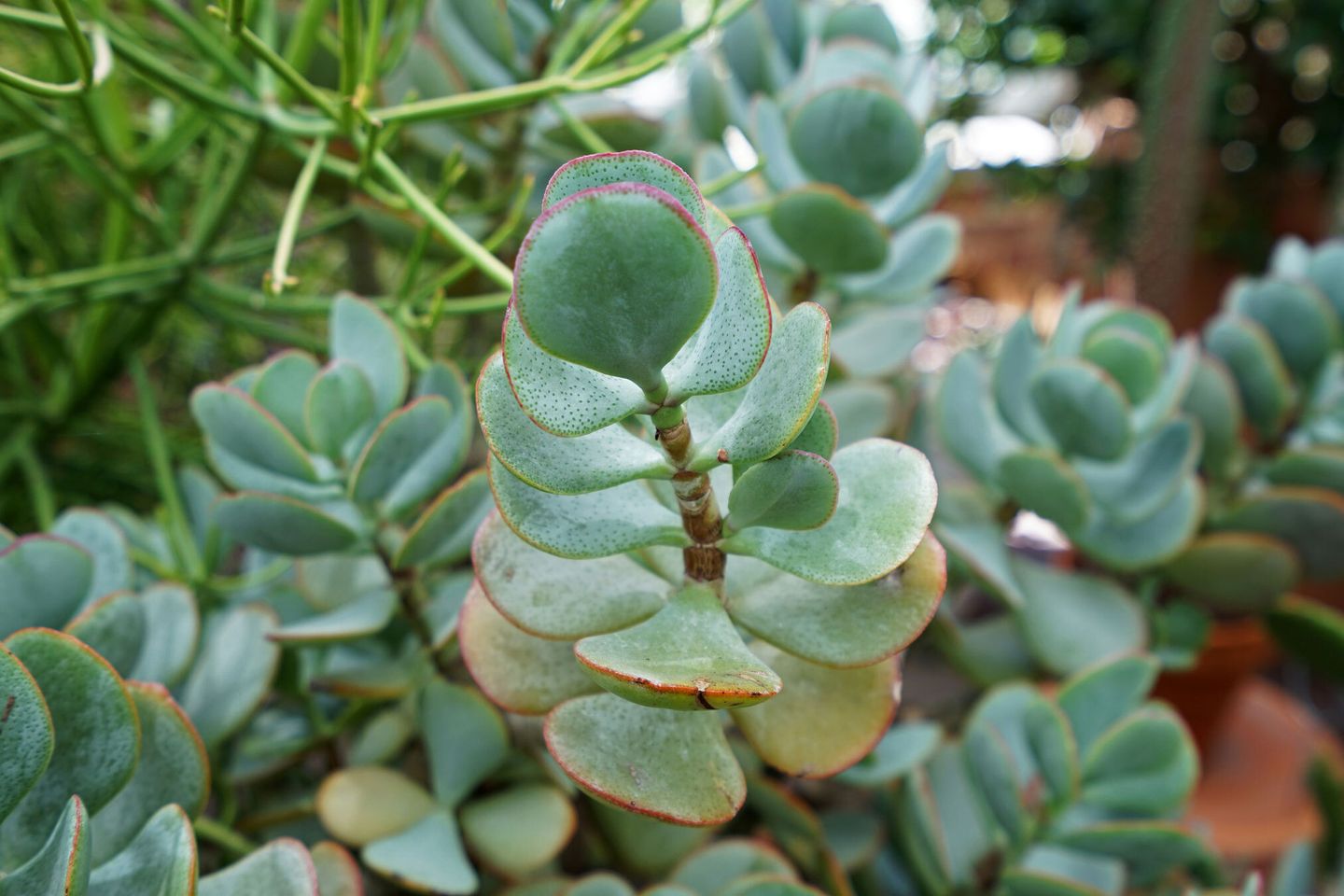 Der Geldbaum (Crassula ovata): Standort, Pflege und Vermehrung | VIVANNO