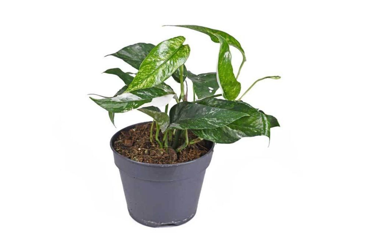 Efeutute: Pflegetipps und Wissenswertes | VIVANNO