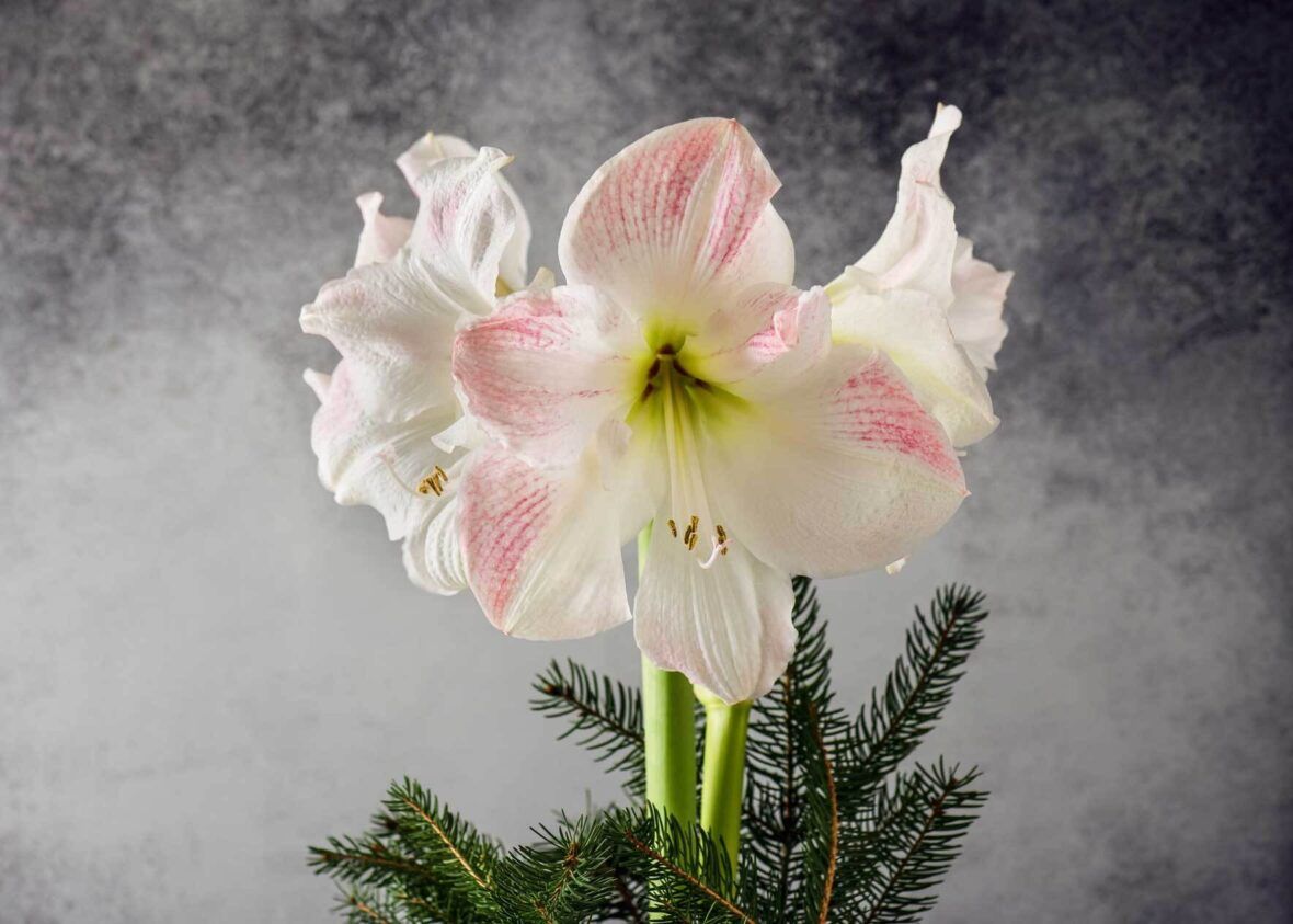Amaryllis pflegen | VIVANNO