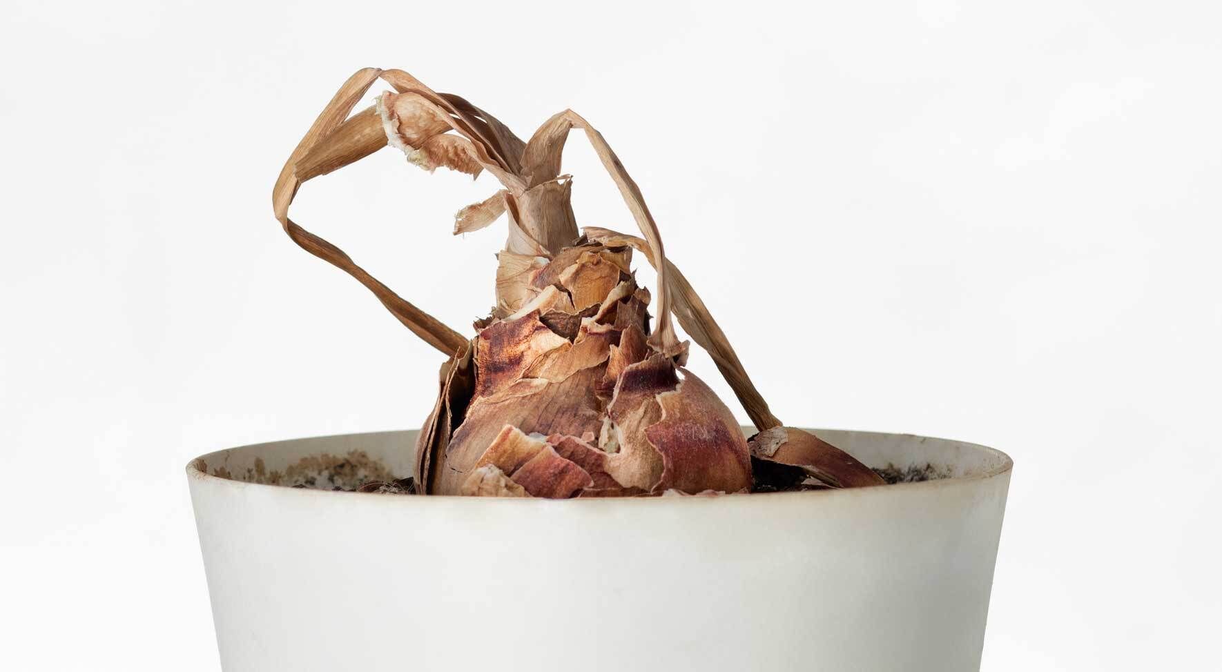 Amaryllis pflegen | VIVANNO