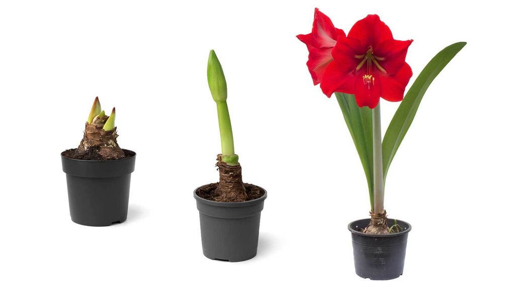 Amaryllis pflegen | VIVANNO