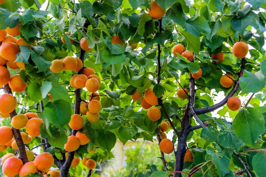 Einen Obstgarten anlegen: Tipps zur Planung und Gestaltung | VIVANNO