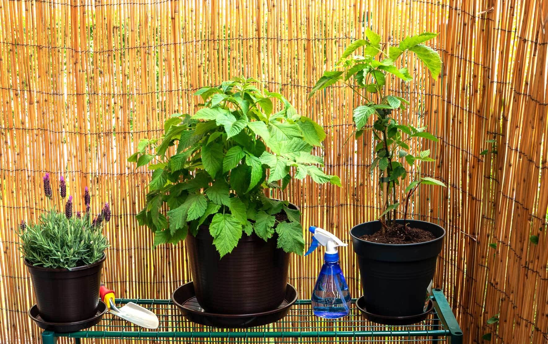 Brombeere Im Kubel