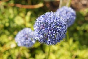 Allium (Zierlauch) pflanzen, pflegen und vermehren | VIVANNO
