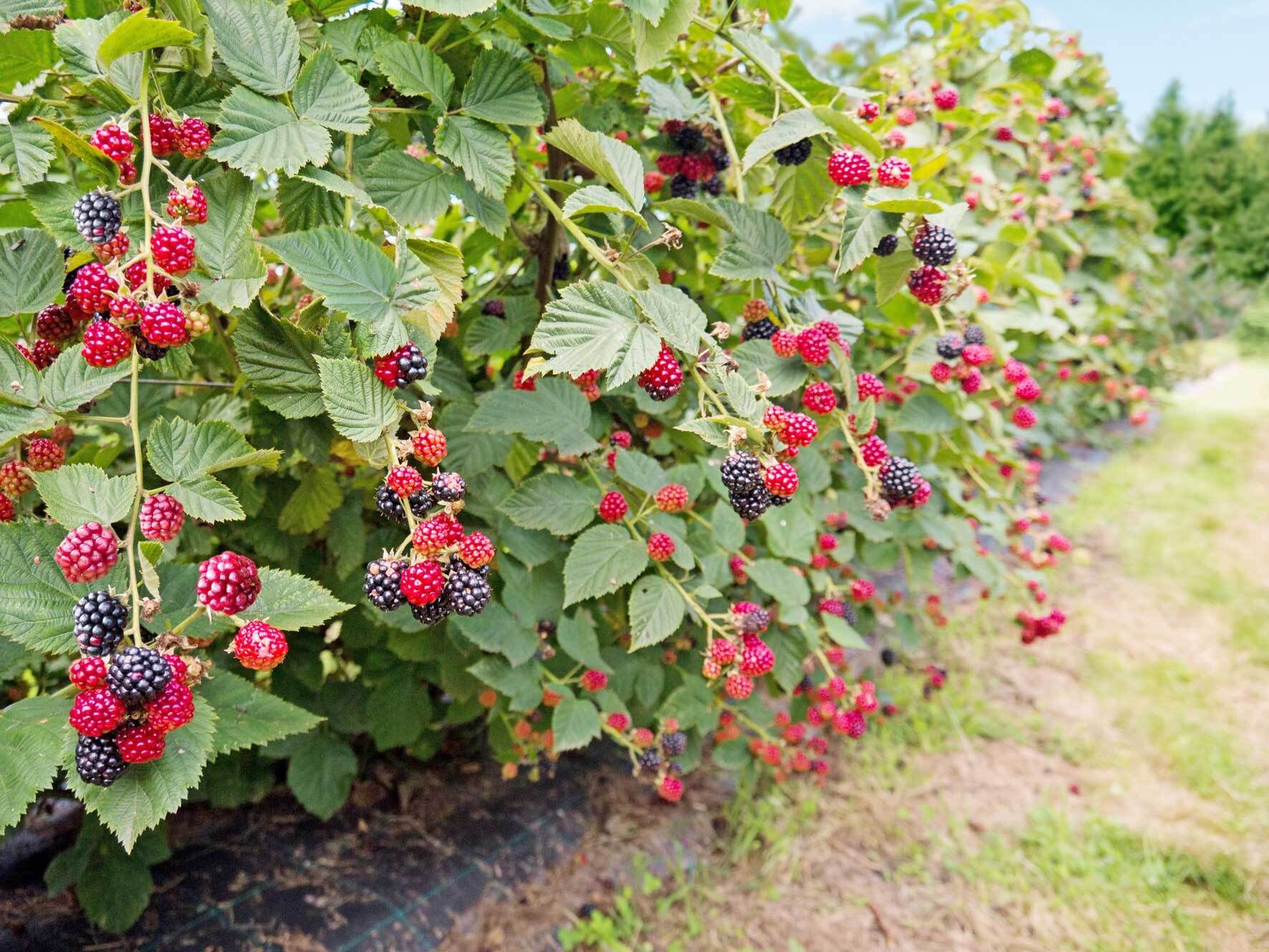 Einen Obstgarten anlegen: Tipps zur Planung und Gestaltung | VIVANNO