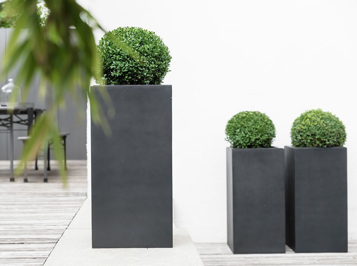 Buchsbaum schneiden und pflegen | VIVANNO