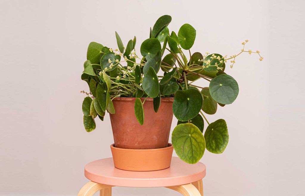 Chinesischer Geldbaum: Pflegetipps und Wissenswertes | VIVANNO