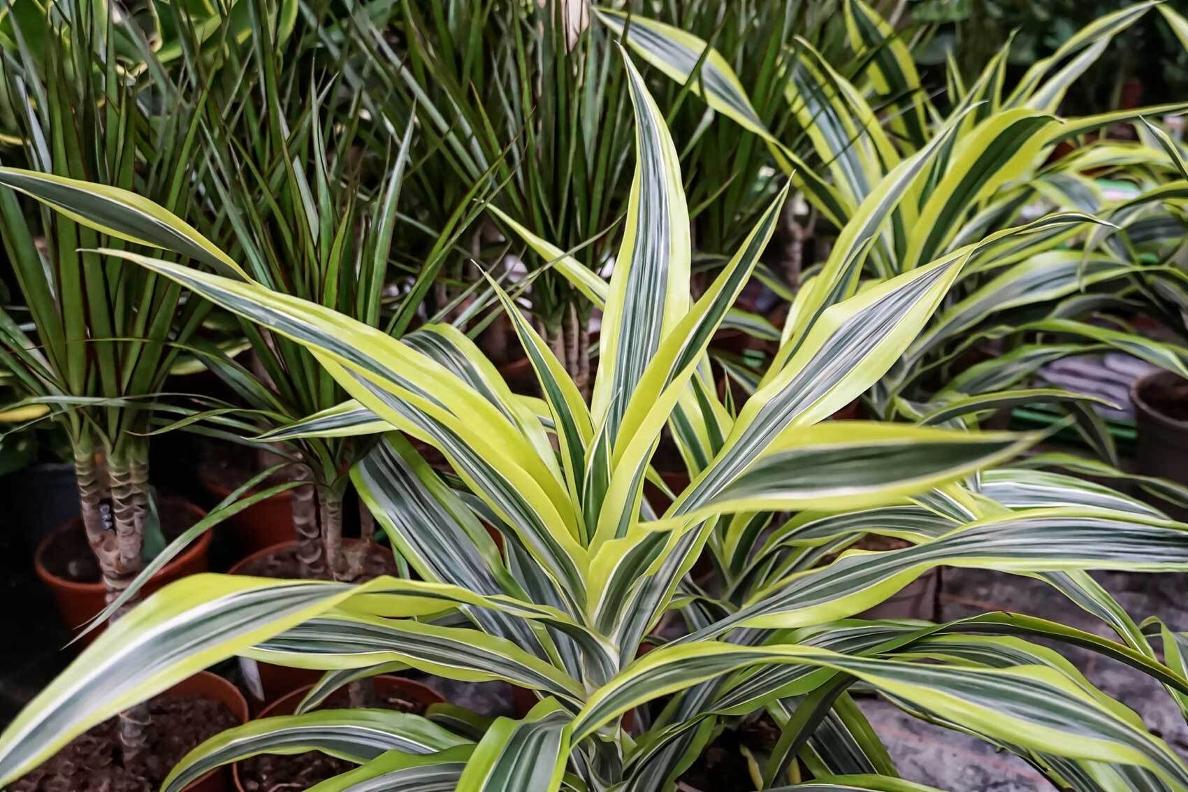 Drachenbaum (Dracaena): richtig pflanzen, pflegen und vermehren | VIVANNO