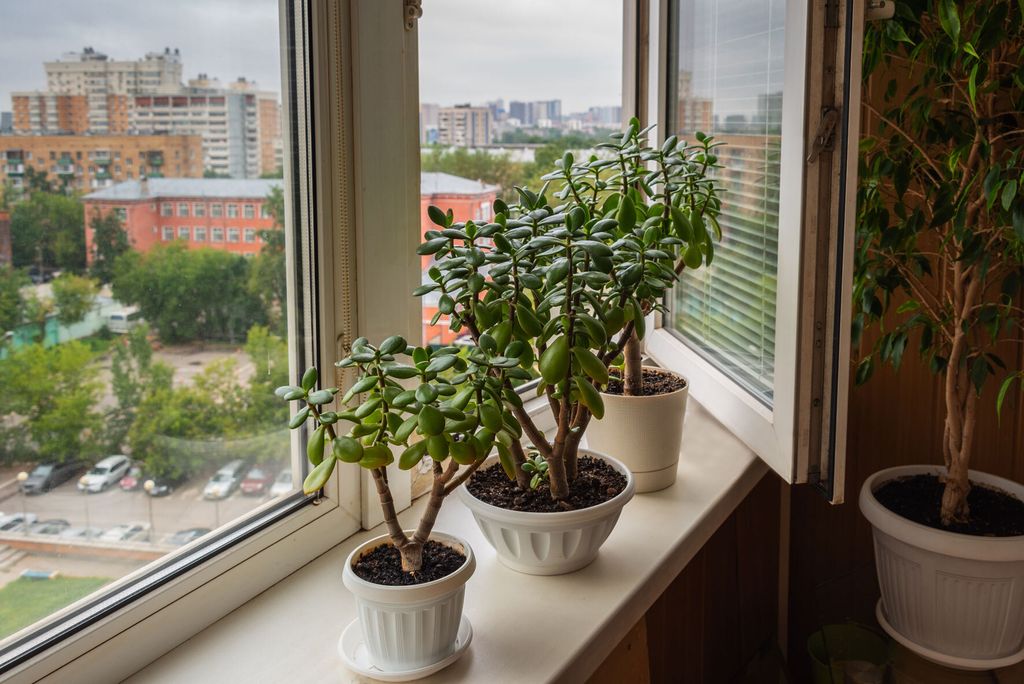 Der Geldbaum (Crassula ovata): Standort, Pflege und Vermehrung | VIVANNO
