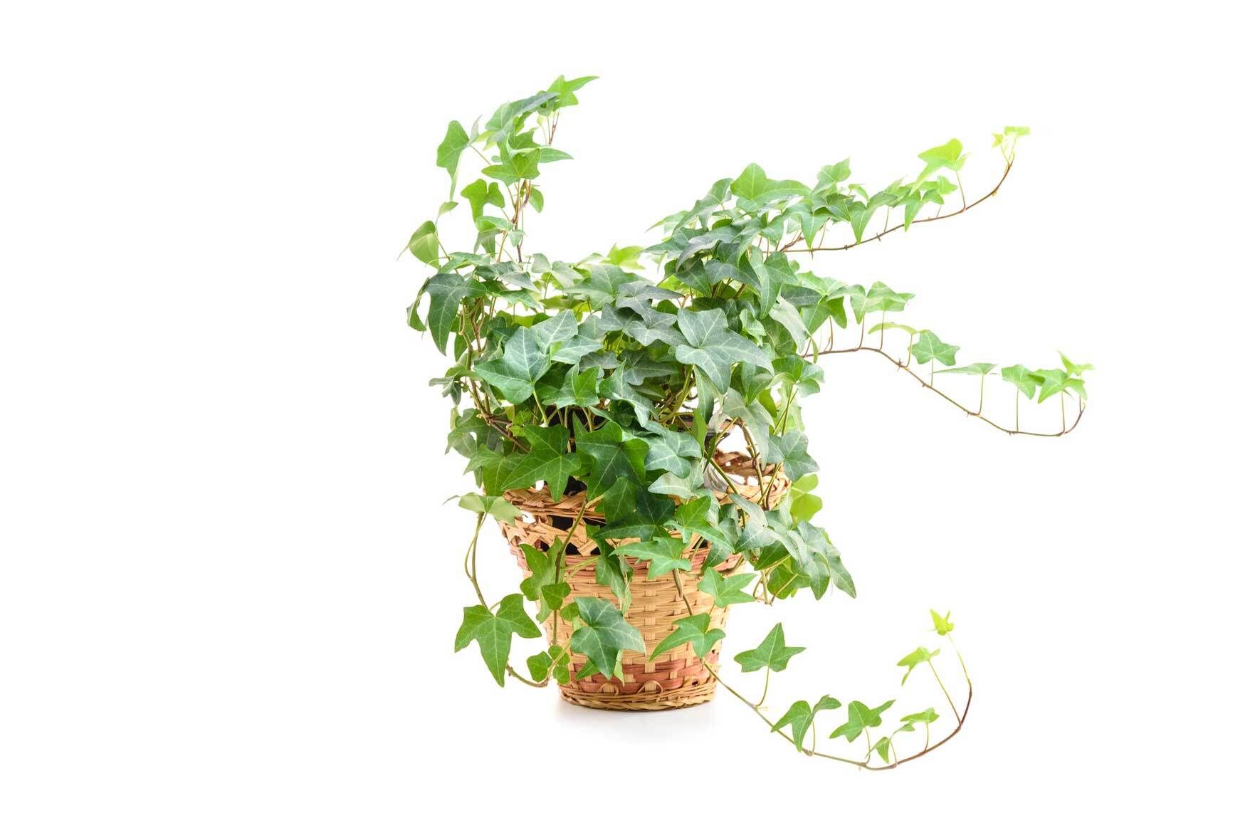 Efeu im Topf pflanzen und pflegen | VIVANNO