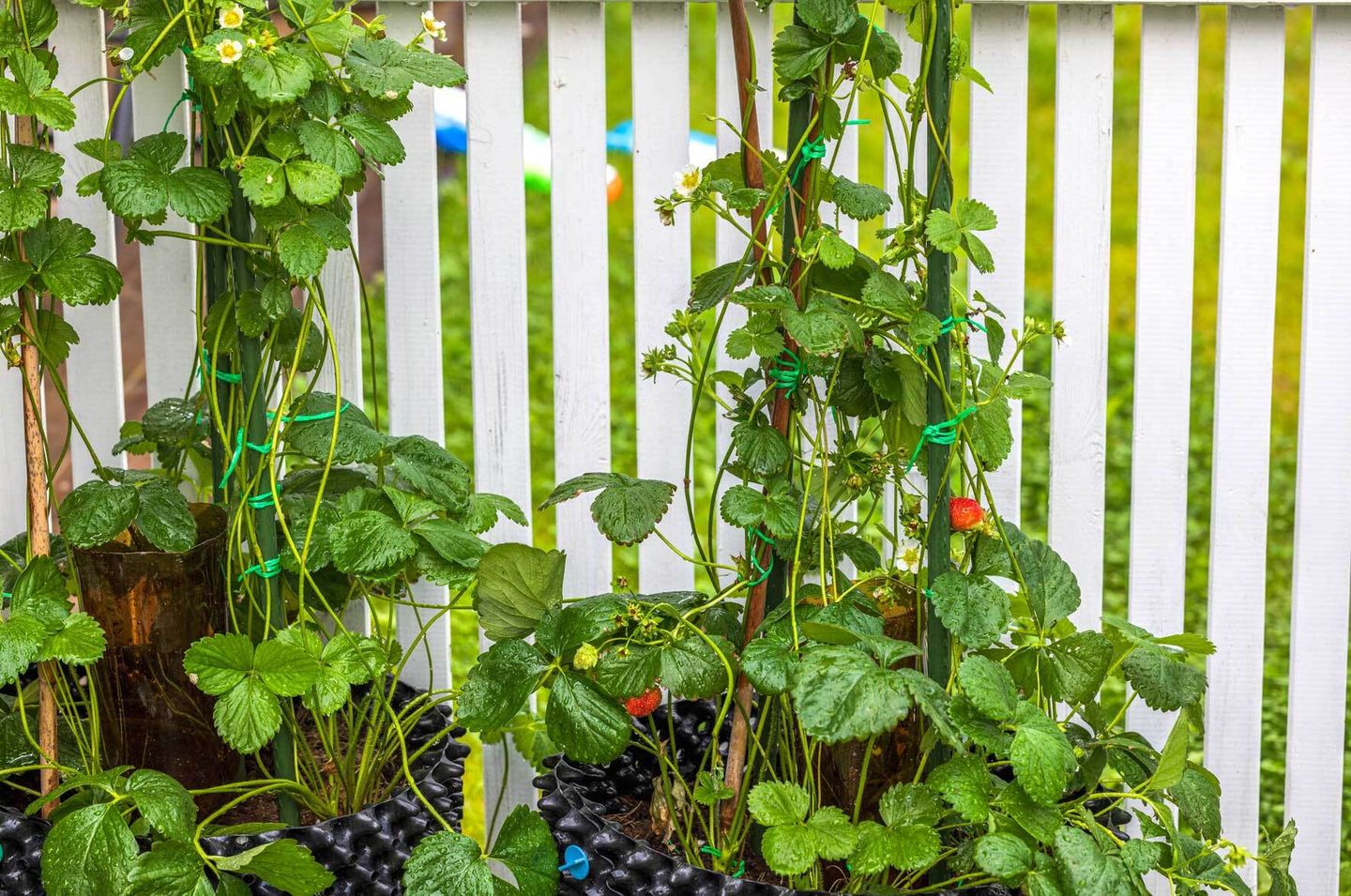 Erdbeeren im Topf pflanzen, pflegen, ernten | VIVANNO