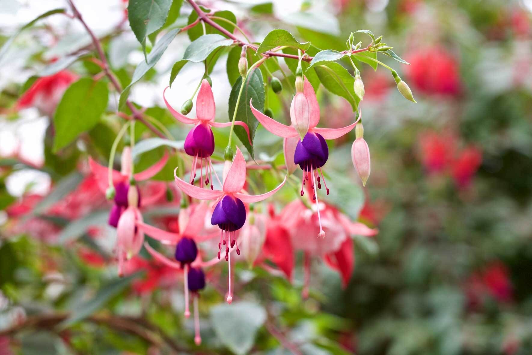 Fuchsie richtig pflegen und überwintern | VIVANNO