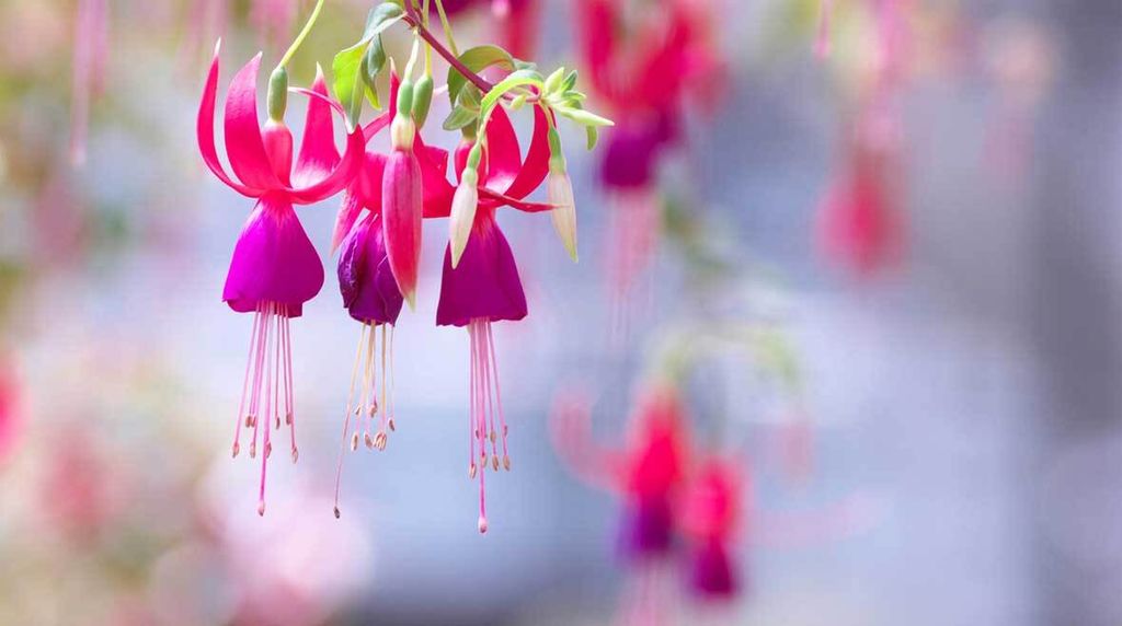 Fuchsie richtig pflegen und überwintern | VIVANNO