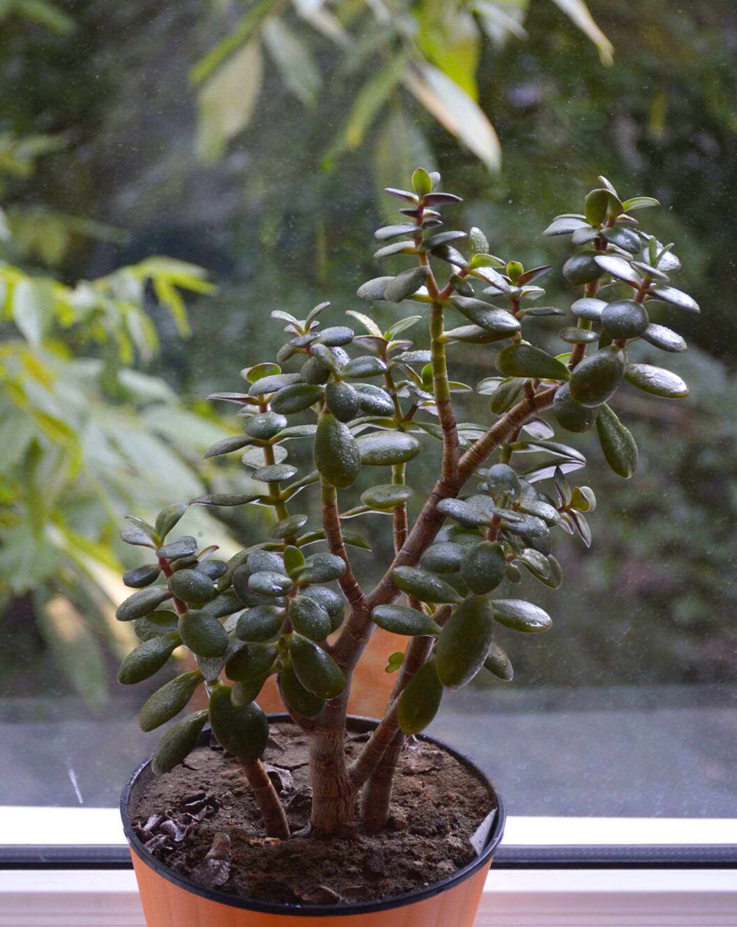 Der Geldbaum (Crassula ovata): Standort, Pflege und Vermehrung | VIVANNO