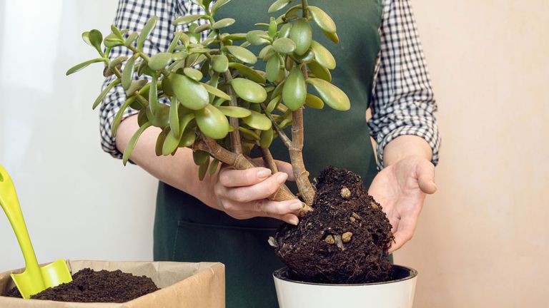 Der Geldbaum (Crassula ovata): Standort, Pflege und Vermehrung | VIVANNO