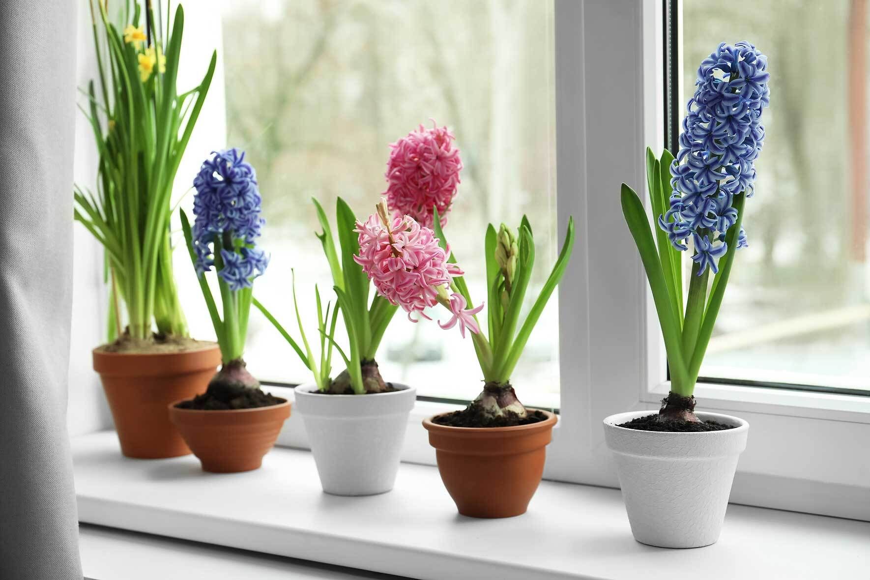 Indoor hyacinth store