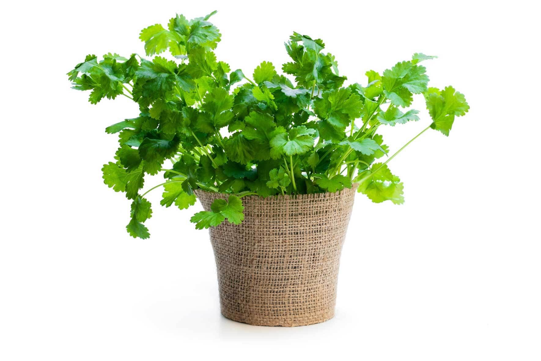 Koriander im Topf säen, pflanzen und pflegen | VIVANNO