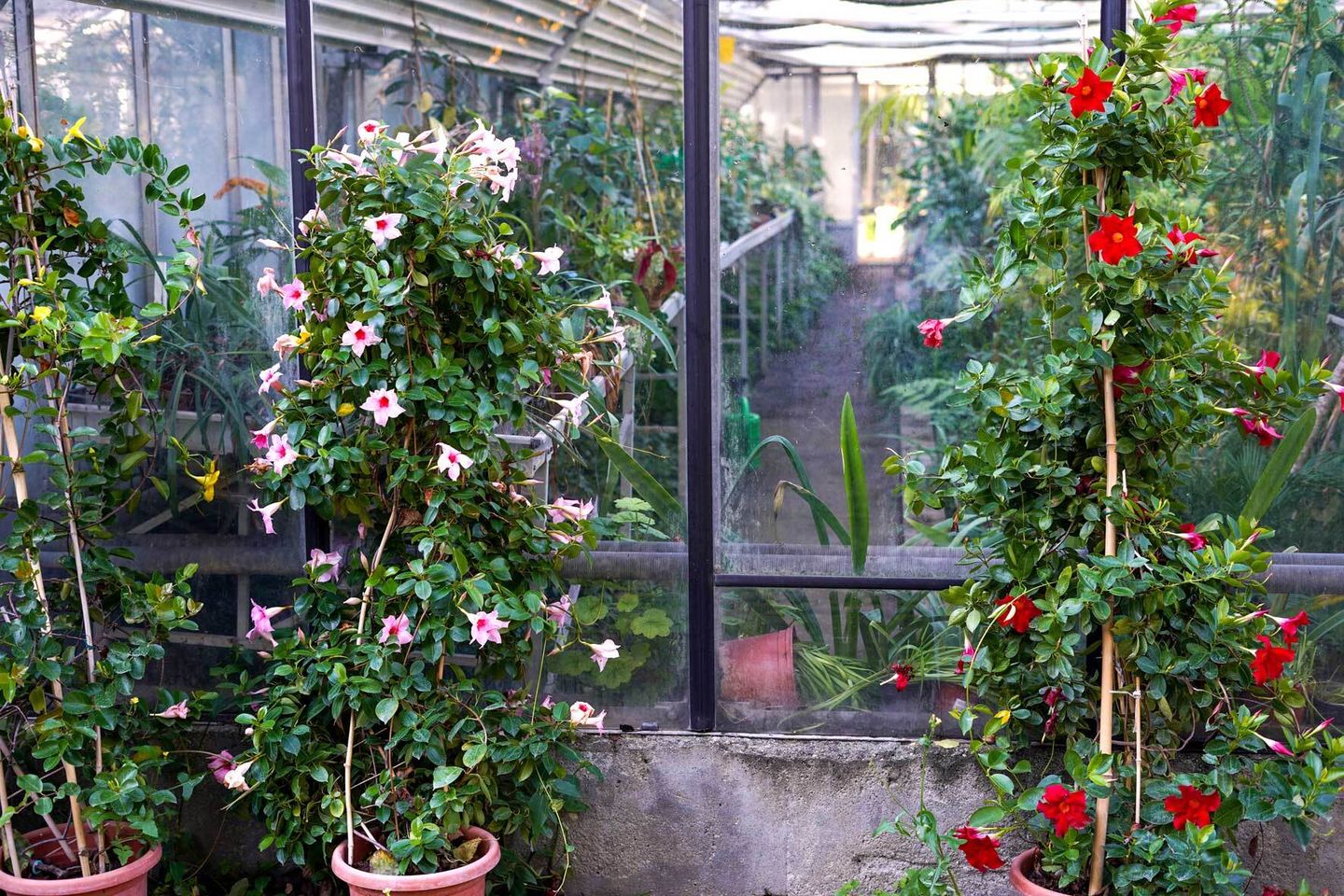 Dipladenia Uberwintern Wohnung