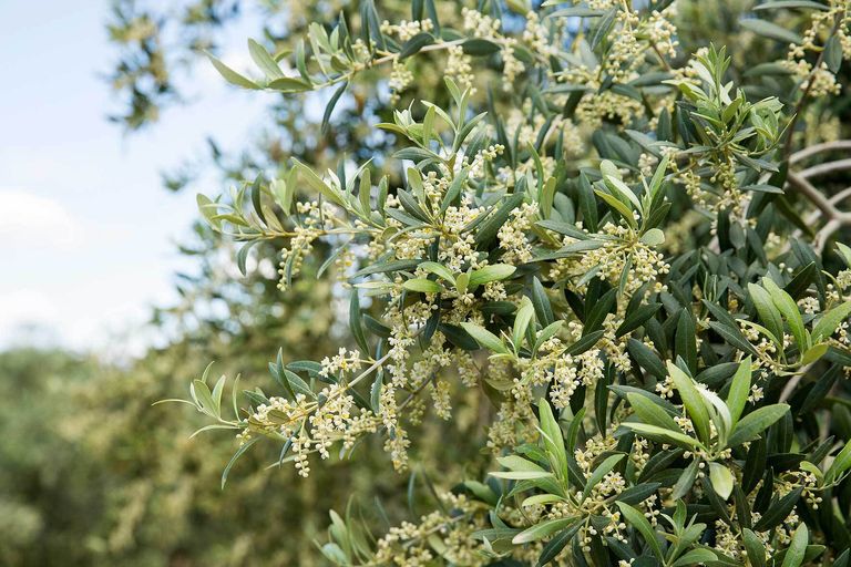 Olivenbaum im Kübel - Olive im Topf | VIVANNO