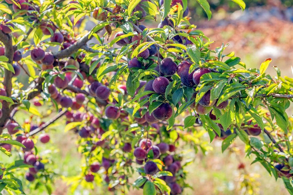 Einen Obstgarten anlegen: Tipps zur Planung und Gestaltung | VIVANNO