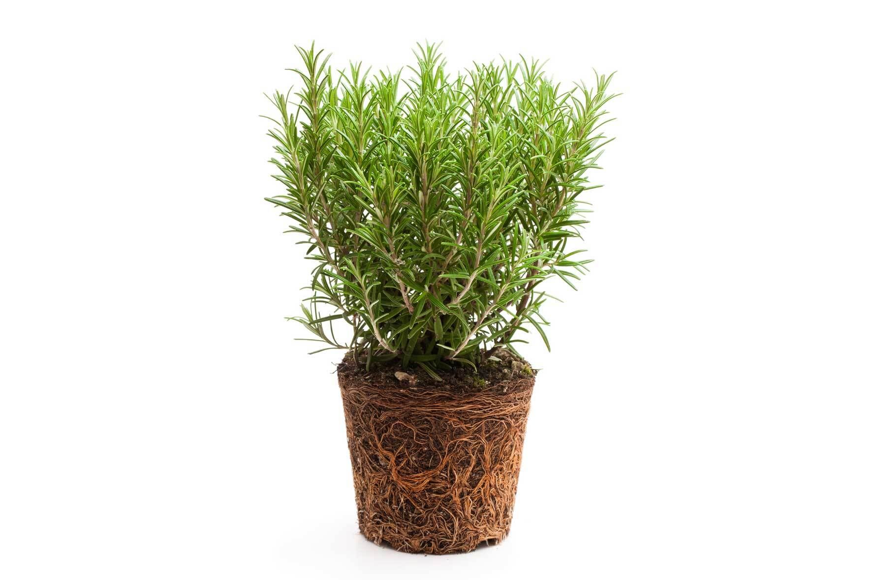 Rosmarin Formschnitt