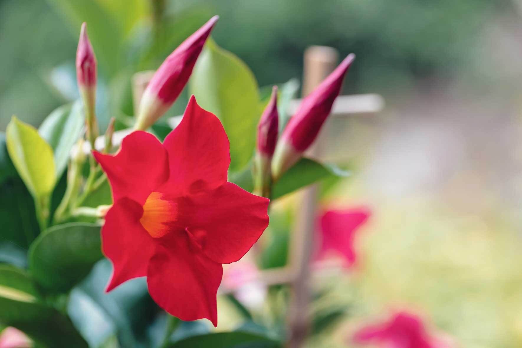 Dipladenia: Mandevilla pflanzen, pflegen & überwintern | VIVANNO