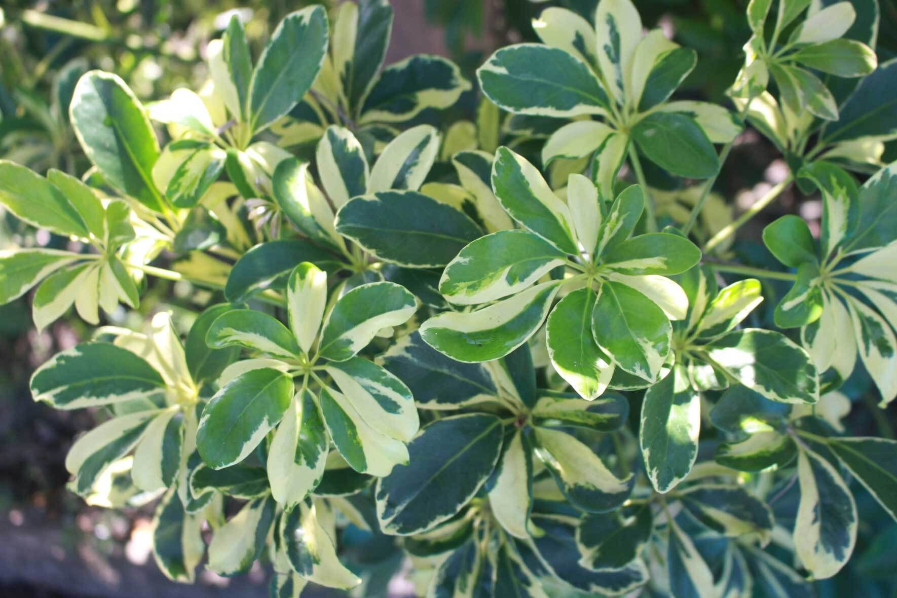 Schefflera (Strahlenaralie) pflanzen, pflegen und vermehren | VIVANNO