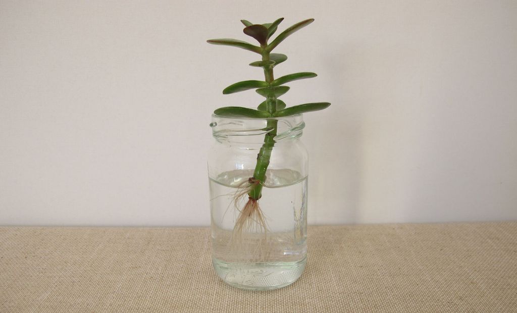 Der Geldbaum (Crassula ovata): Standort, Pflege und Vermehrung | VIVANNO