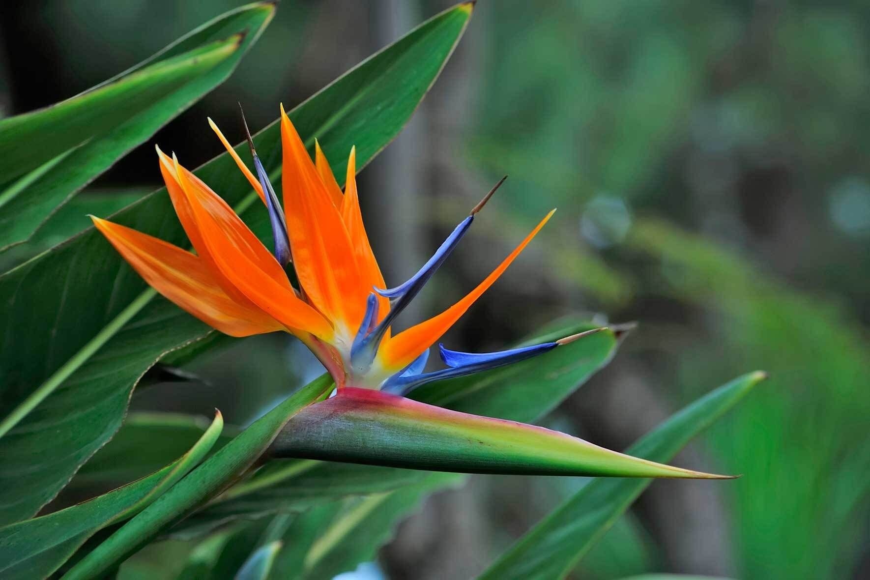 Strelitzie: Die Paradiesvogelblume im Topf | VIVANNO