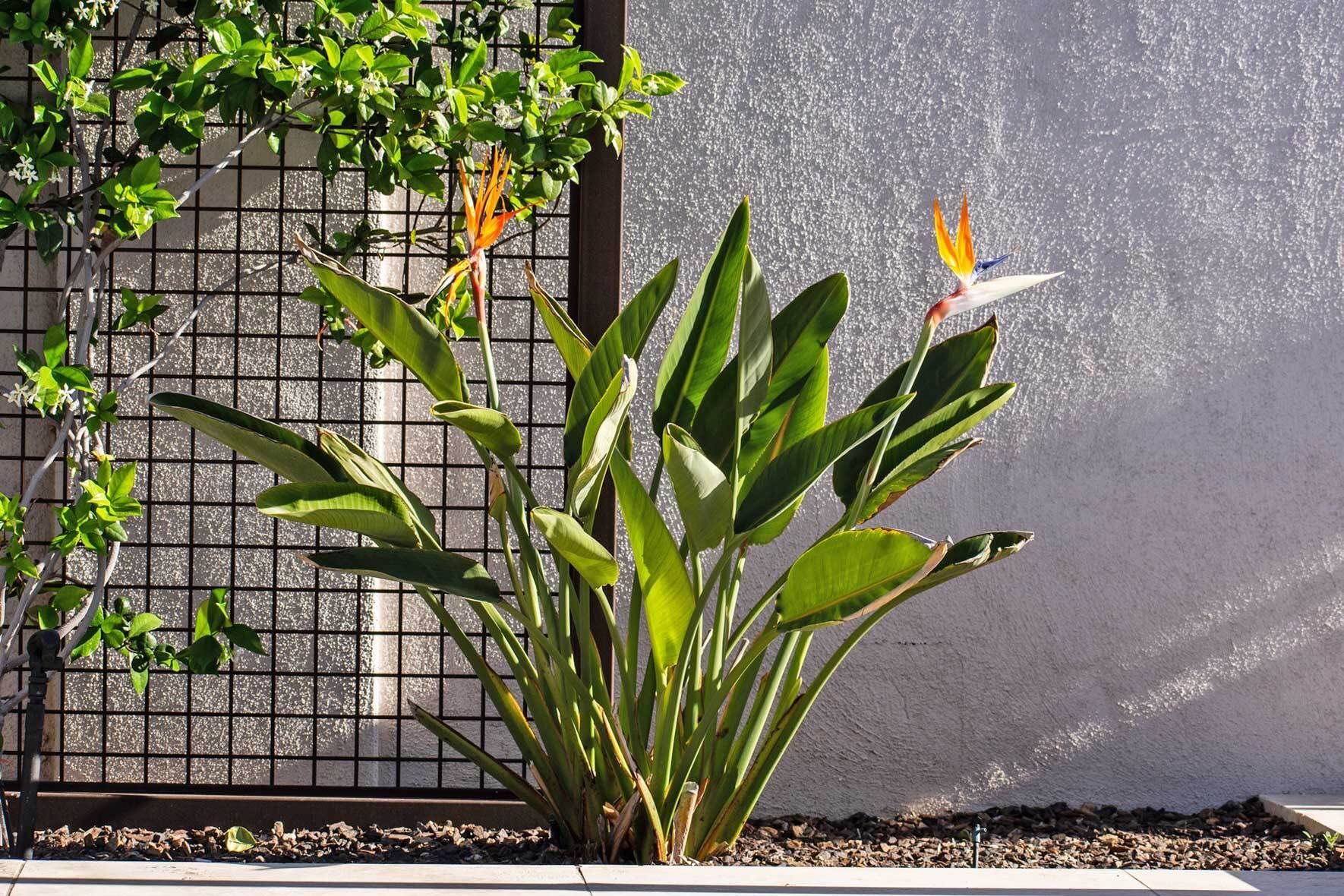 Strelitzie: Die Paradiesvogelblume im Topf | VIVANNO