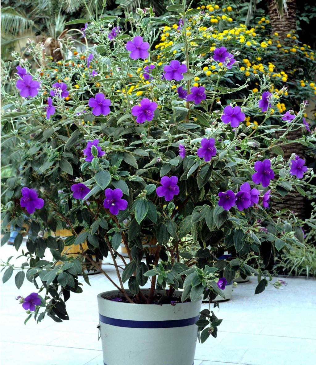 Tibouchina, Veilchenbaum: Pflege, Tipps und Wissenswertes zur beliebten ...