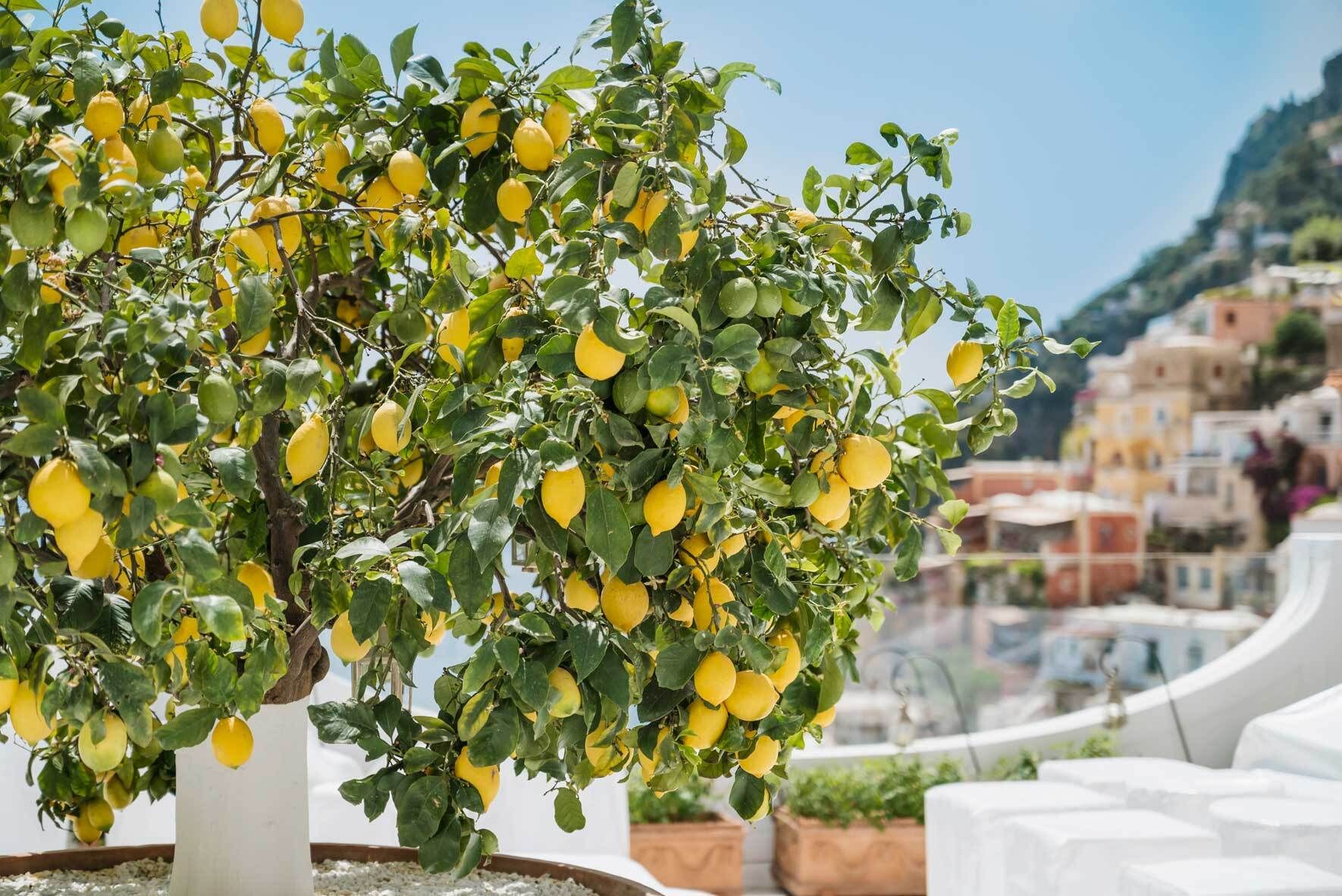 Der Zitronenbaum im Kübel: pflanzen, pflegen, überwintern | VIVANNO