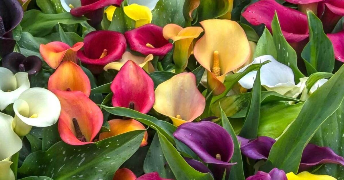 Callas Pflanze Pflege