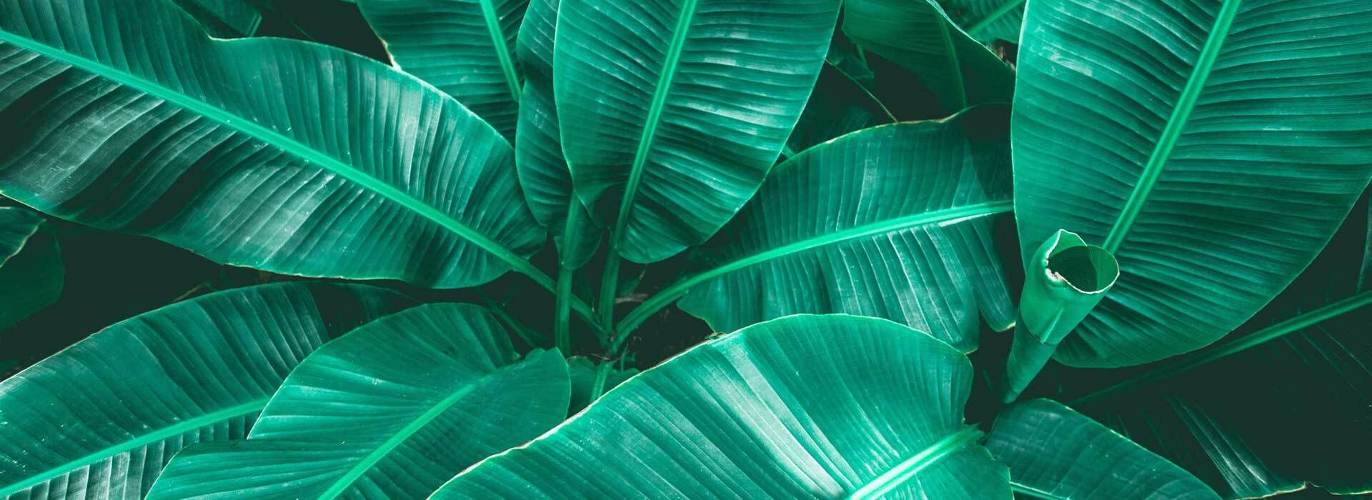 Bananenpflanze (Musa): Wissenswertes und Pflegetipps | VIVANNO