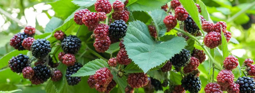 Brombeeren im Topf erfolgreich pflanzen und pflegen | VIVANNO