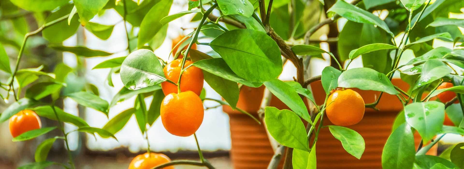 Citrus Calamondin: richtig pflanzen, pflegen und überwintern | VIVANNO