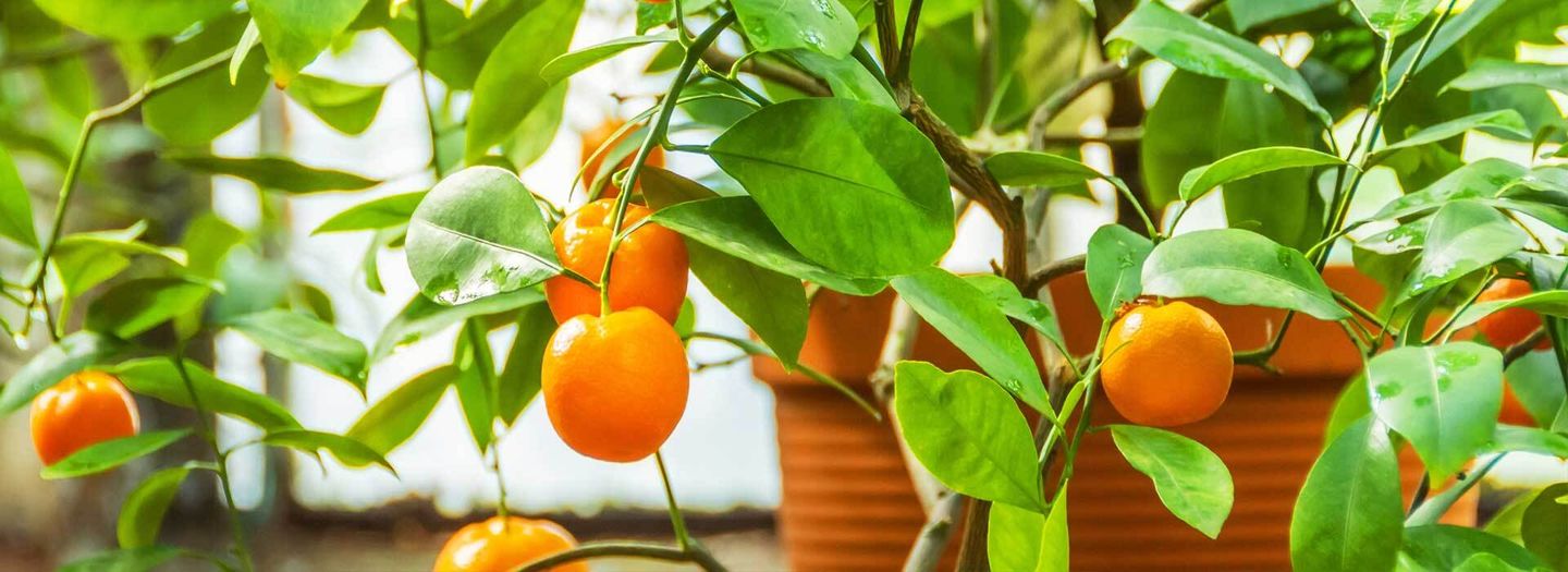 Citrus Calamondin: richtig pflanzen, pflegen und überwintern | VIVANNO