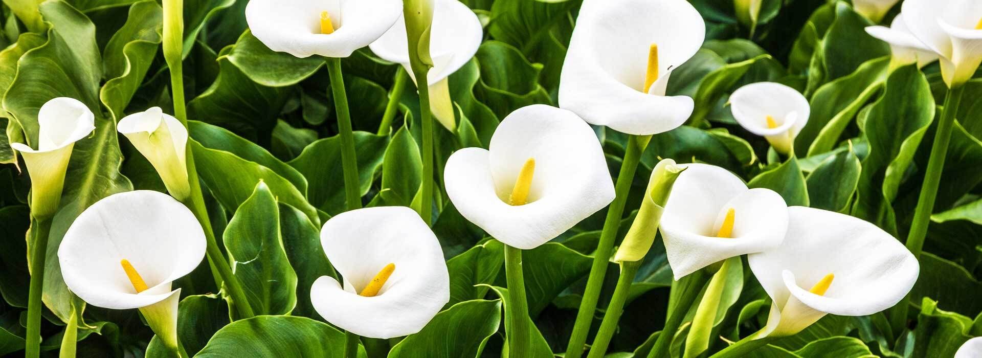 Calla-Lilie als Zimmerpflanze: Standort, Pflege und Vermehrung | VIVANNO