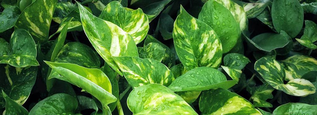 Efeutute: Pflegetipps und Wissenswertes | VIVANNO