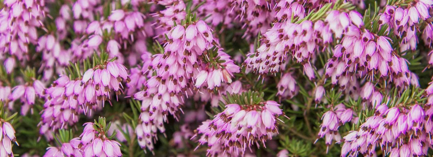 Winterheide im Topf: Schneeheide pflanzen und pflegen | VIVANNO