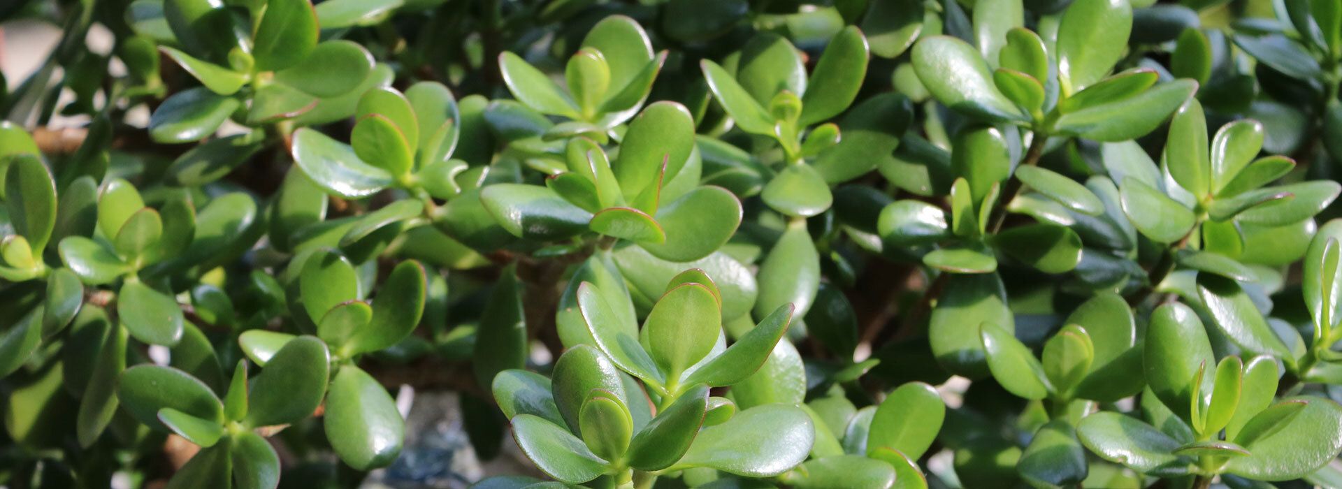 Der Geldbaum (Crassula ovata): Standort, Pflege und Vermehrung | VIVANNO