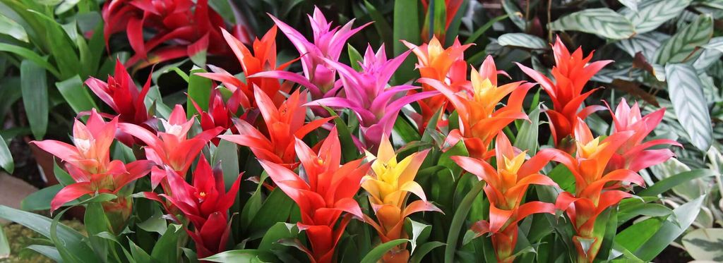 Guzmania Pflege Und Standort