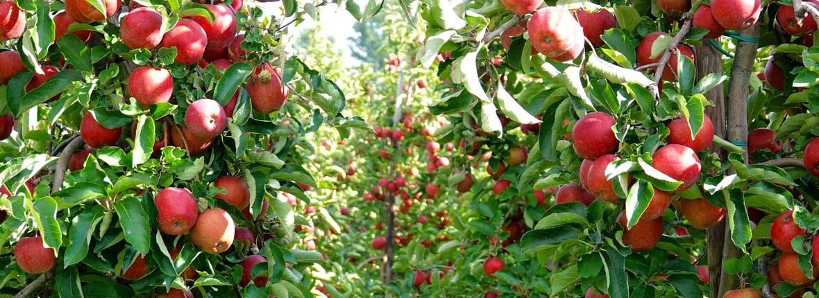 Einen Obstgarten anlegen: Tipps zur Planung und Gestaltung | VIVANNO