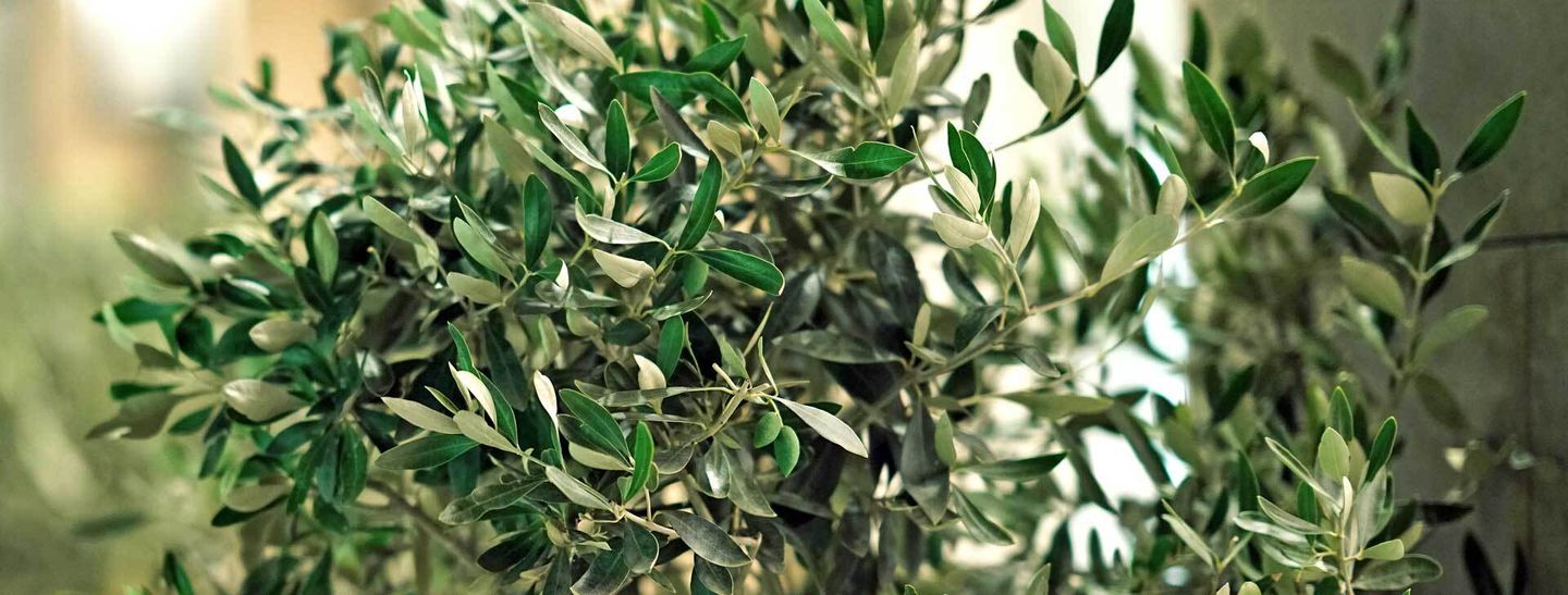 Olivenbaum im Kübel - Olive im Topf | VIVANNO