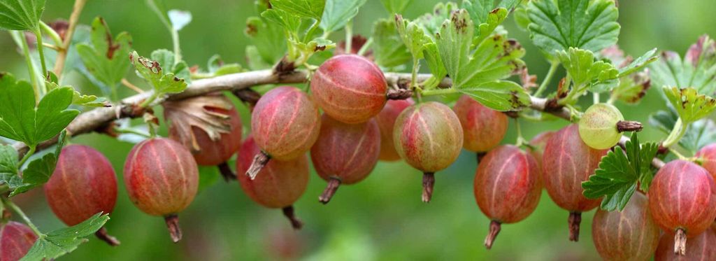 Stachelbeeren im Kübel pflanzen und pflegen | VIVANNO
