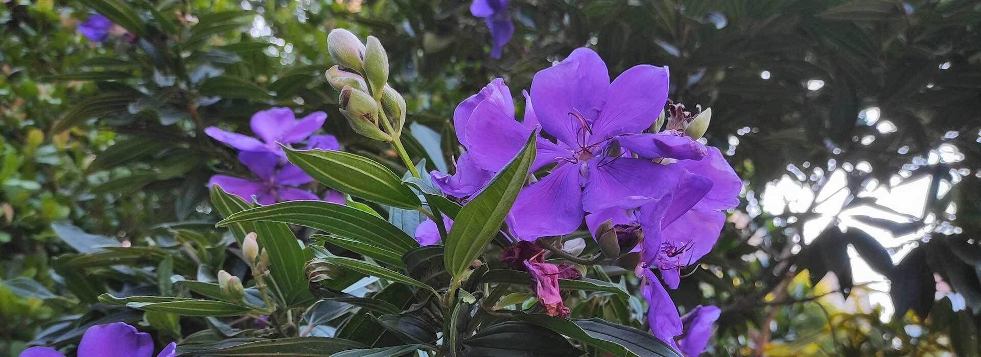 Tibouchina, Veilchenbaum: Pflege, Tipps und Wissenswertes zur beliebten ...