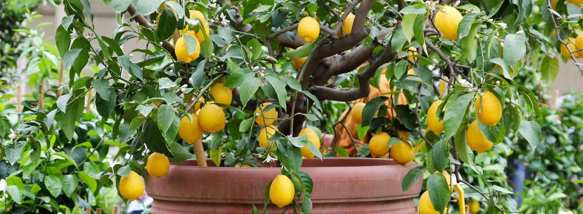 Zitronenbaum Lerne Die Verschiedenen Zitronenbaum Sorten Kennen: